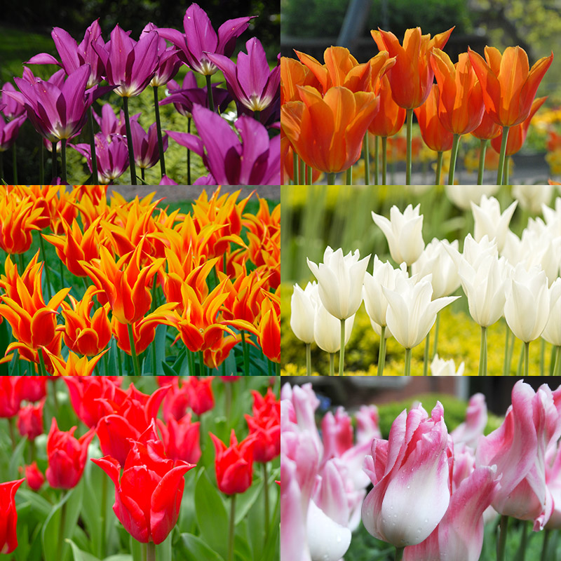 Buy Flowerbulb Collections? Order your top quality bulb collections here!