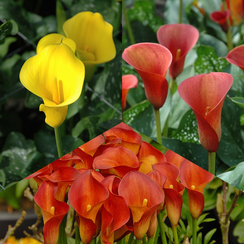 Cala lily Mix “Colourful Summer” | 95155