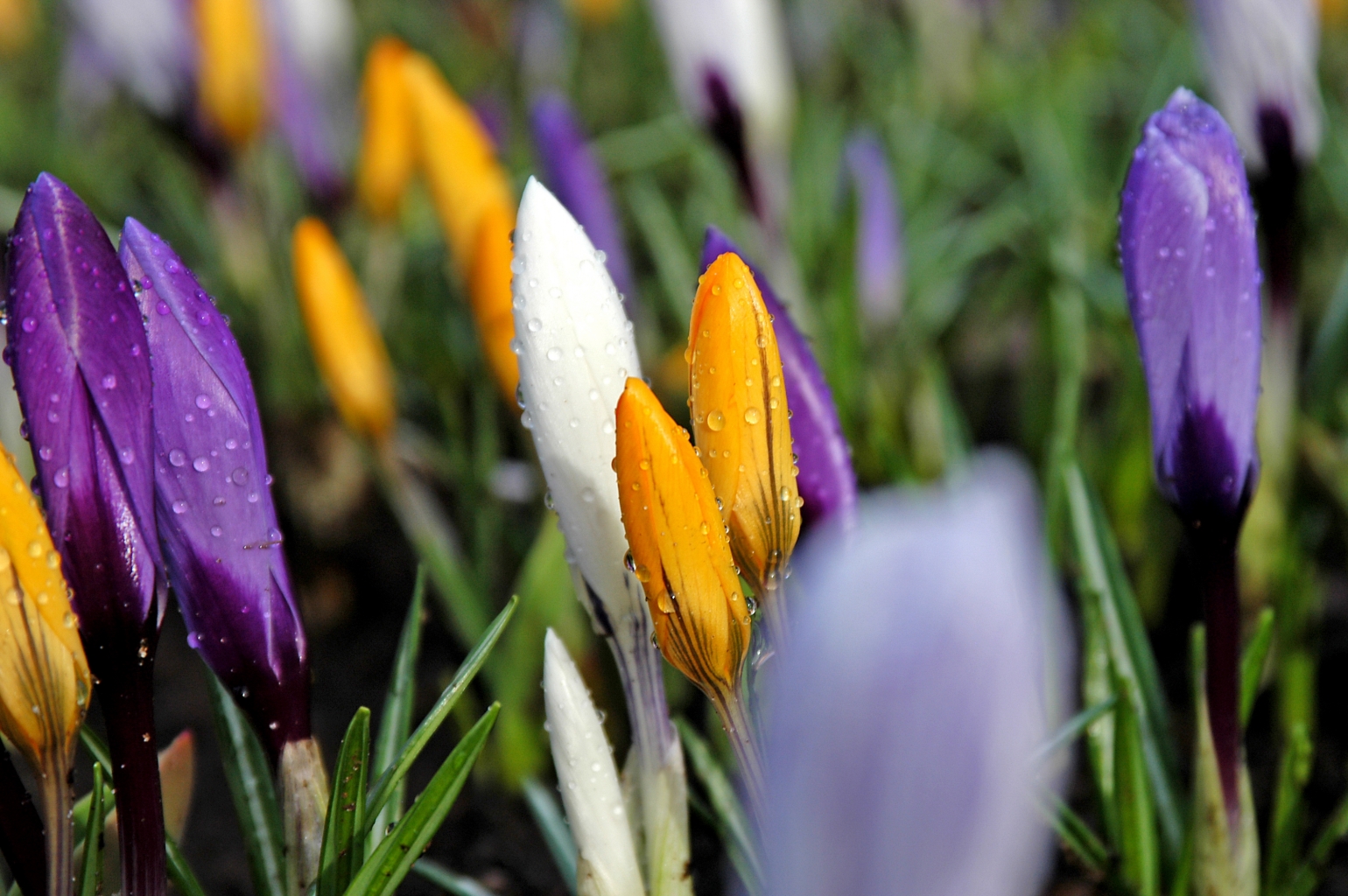 Crocus vernus mix | 4015
