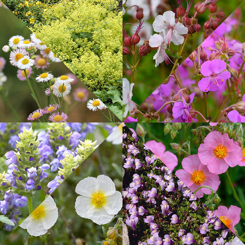 Border Collection Ground Covers | 6181010