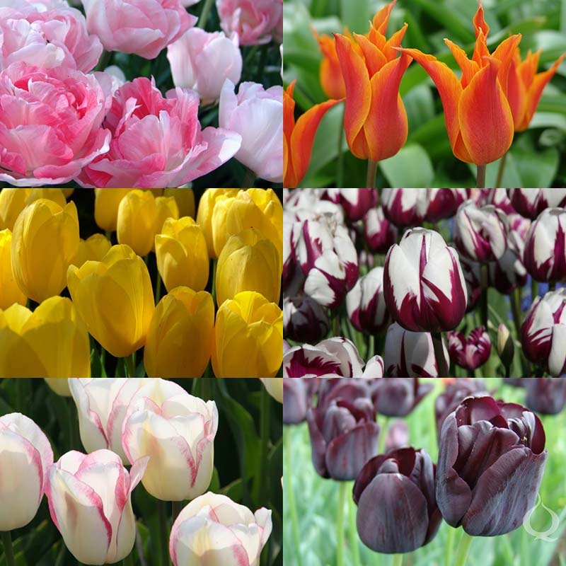 Cut Flower Tulip Bulb Collection "Tulip Varieties" | 1080