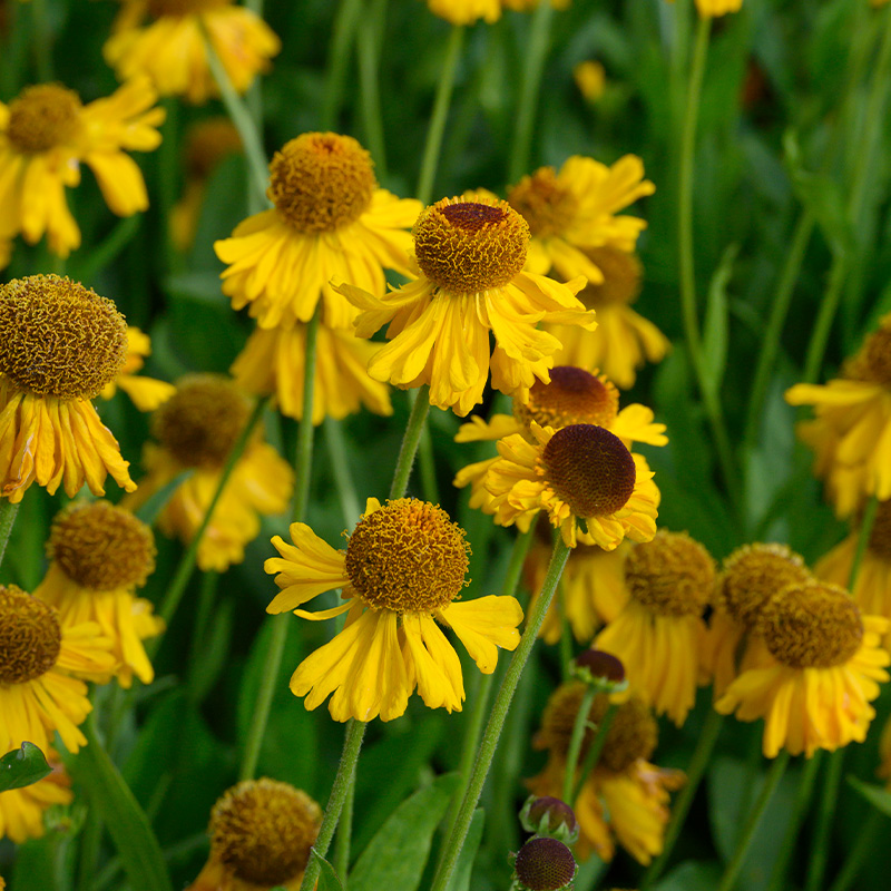 Sneezeweed (Helenium bigelovii) 'The Bishop' | 6101325