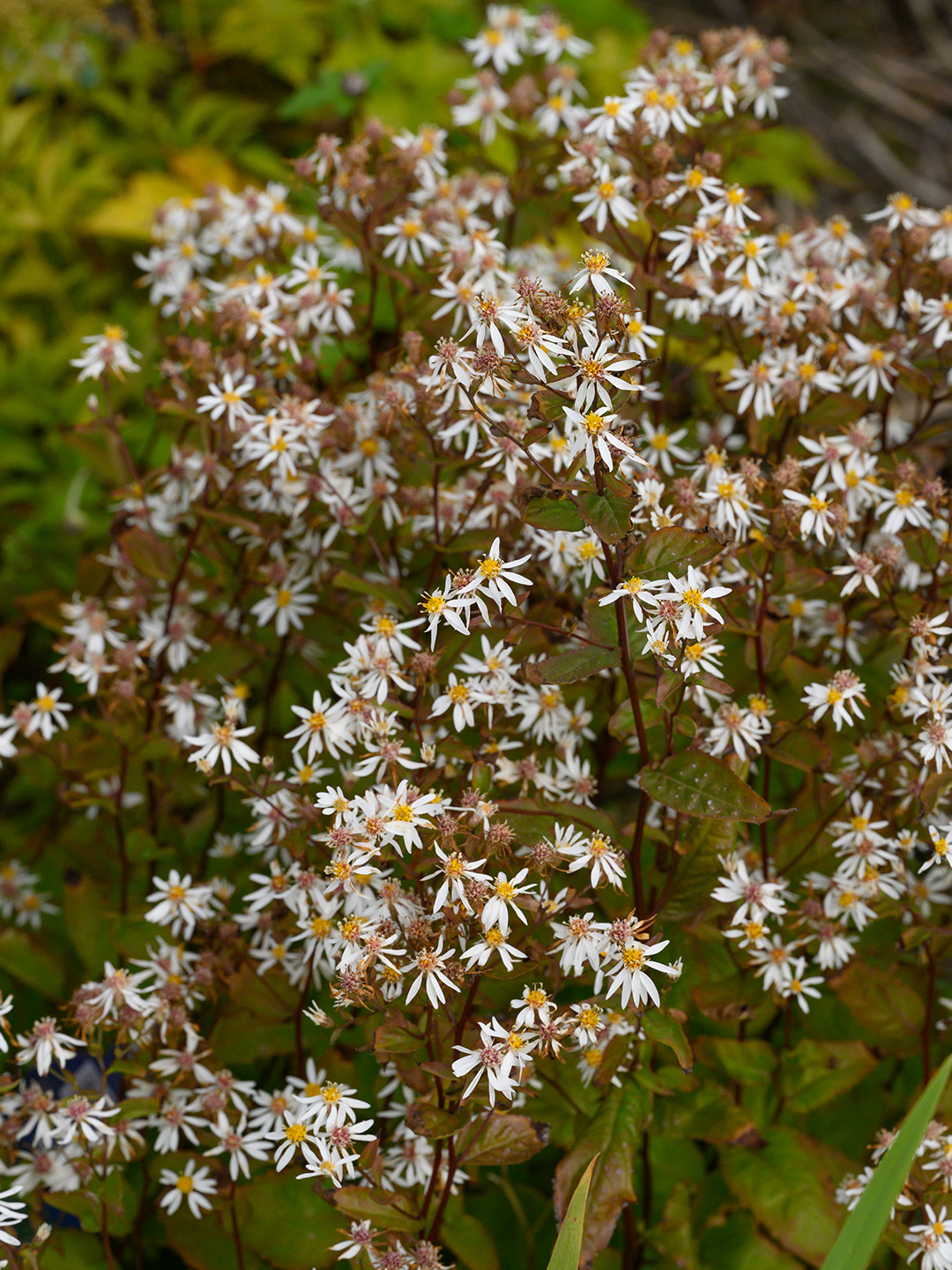 Perennials