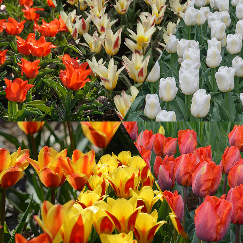 Early Blooming Tulip Collection | 1100