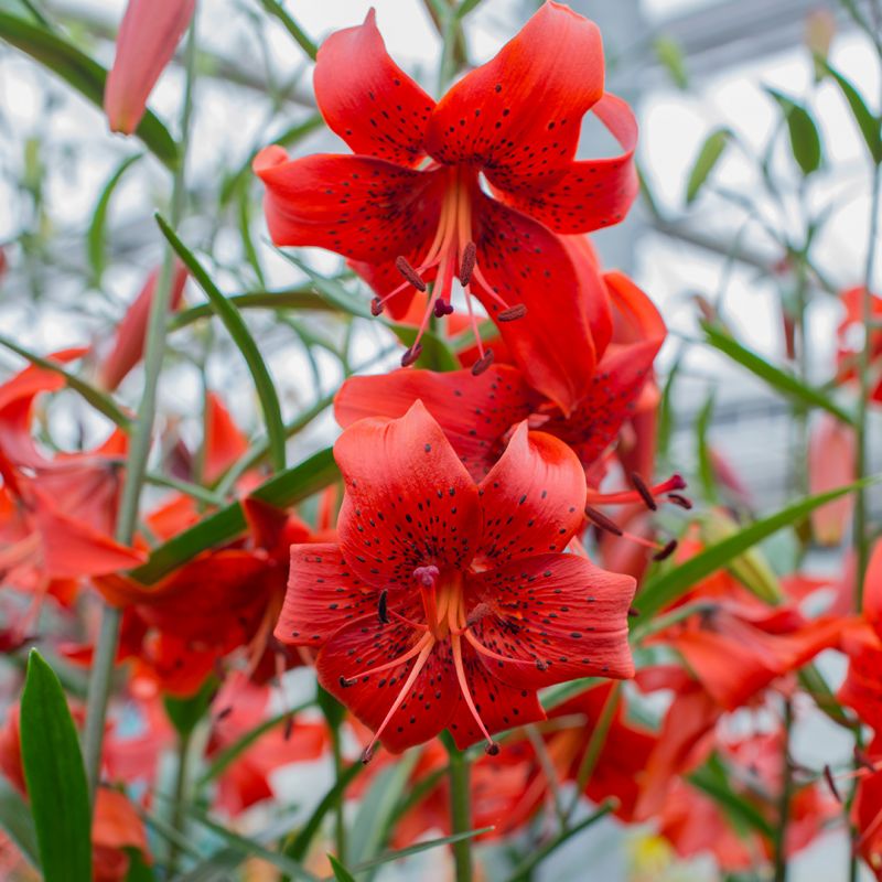 Lilium Red Life | 9074