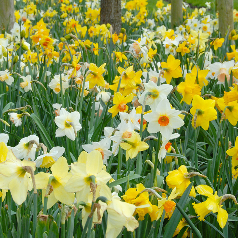 Daffodil Bulb Collection "Grower's Pride" | 1255