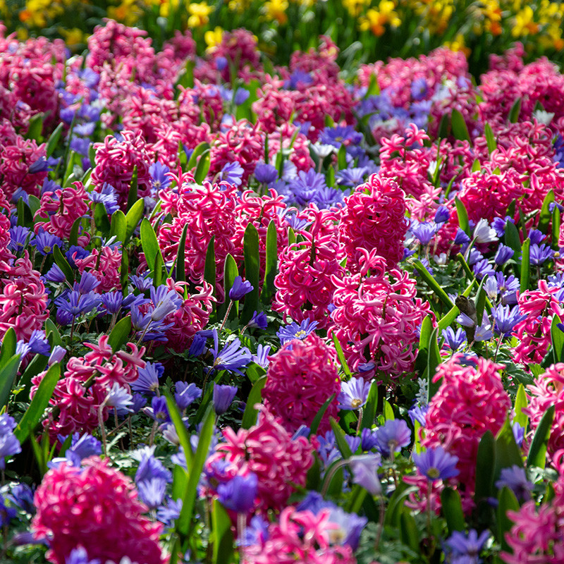 Dutch Flower Bulb Specialist