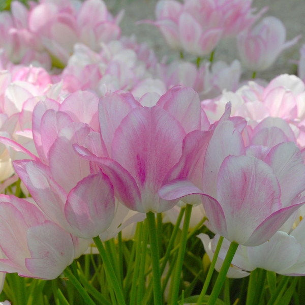 Tulip Candy Club | 2291