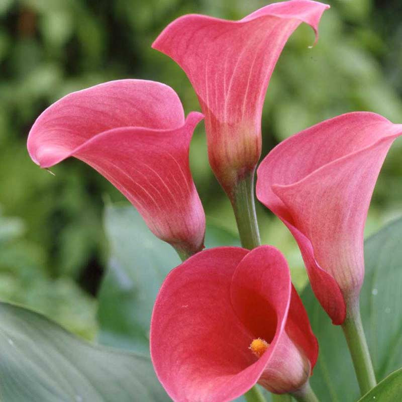 Zantedeschia Captain Romance | 95055