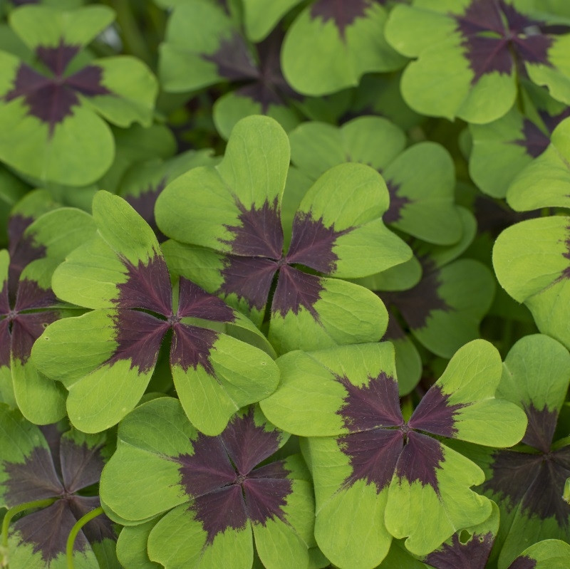 Lucky Clover - Oxalis deppei Iron Cross | 82510
