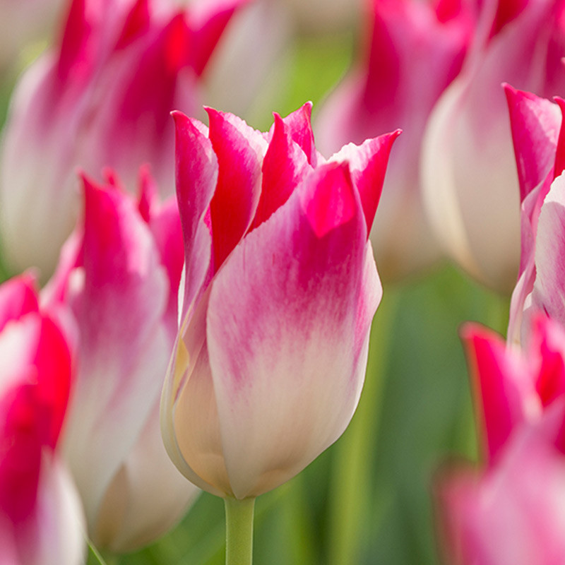 Tulip Slawa | 2039