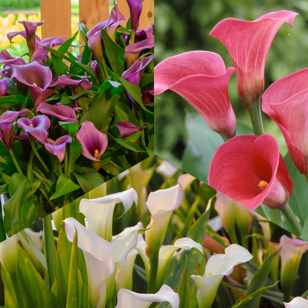 Pastel Calla Lily Mix | 95150