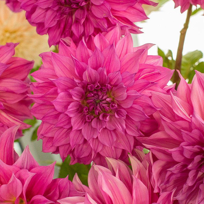 Dahlia Café au Lait Rose | 10033