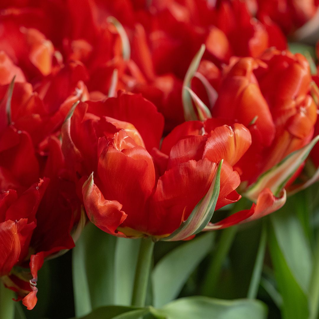 Tulip Love Valley | 2708