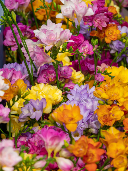 Freesia Double Mix | 52520