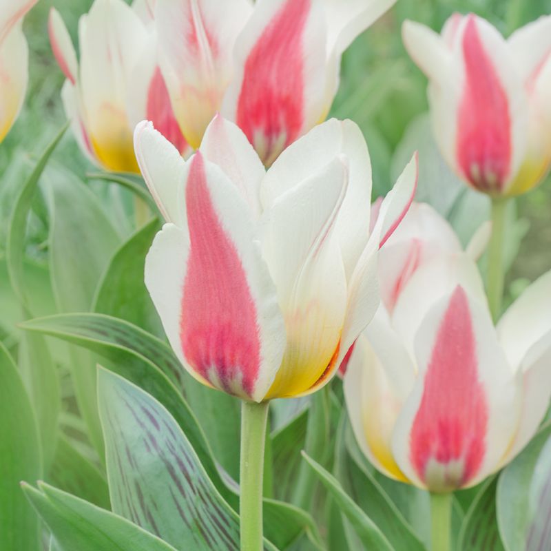 Tulip Tarafa | 10 | 2713