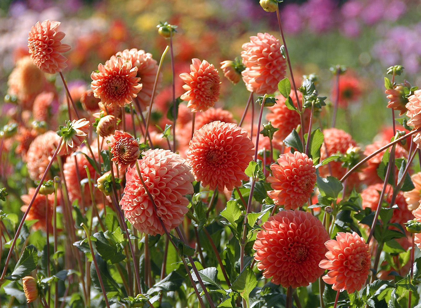 Ball dahlias: Simple splendor for your garden