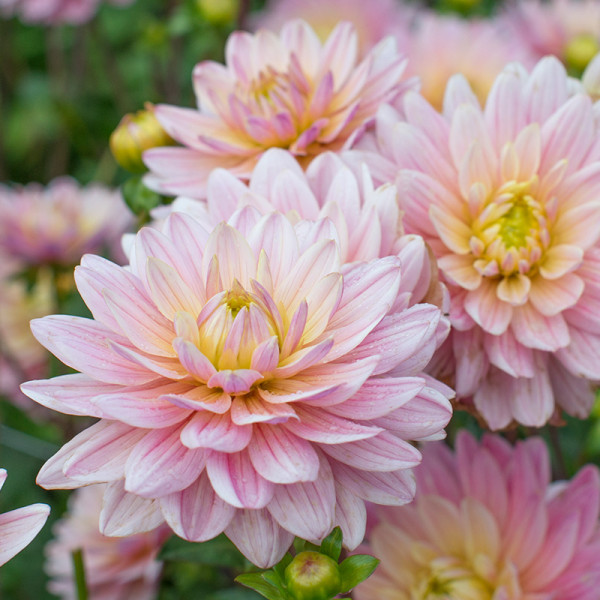 Dahlia Pink Magic® | 10940