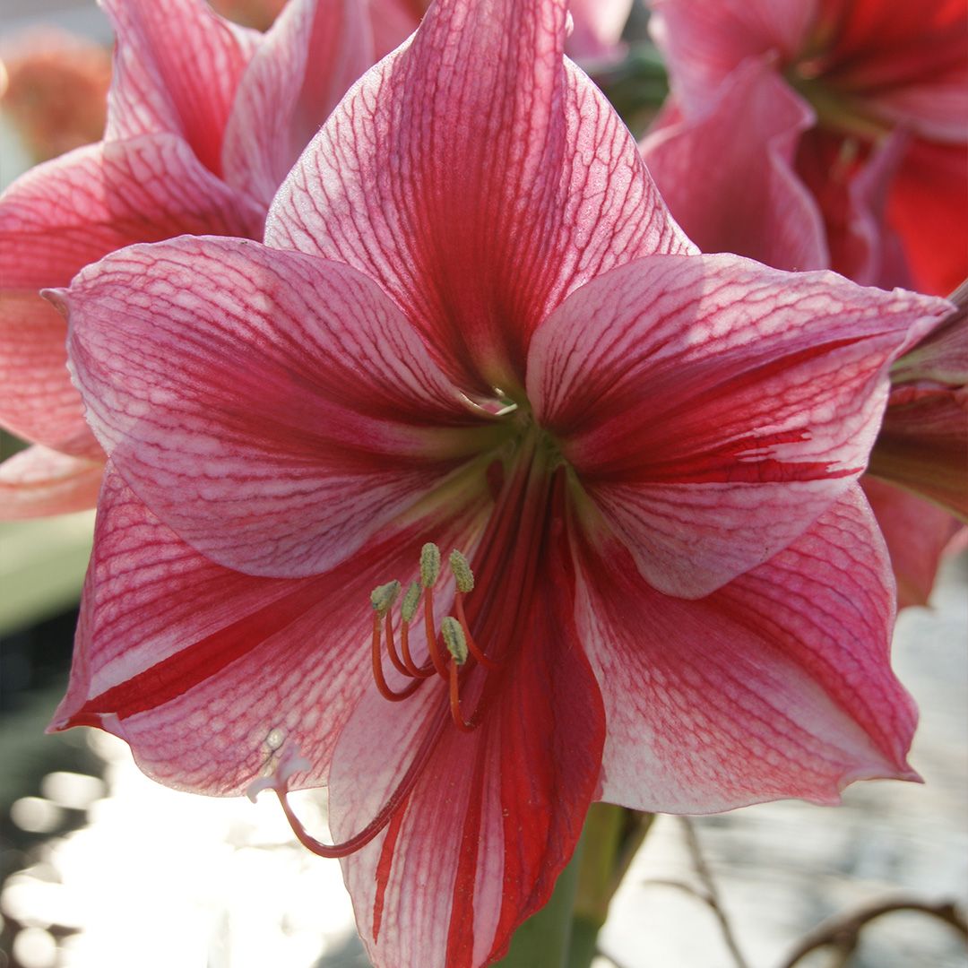 Amaryllis Gervase | 9496