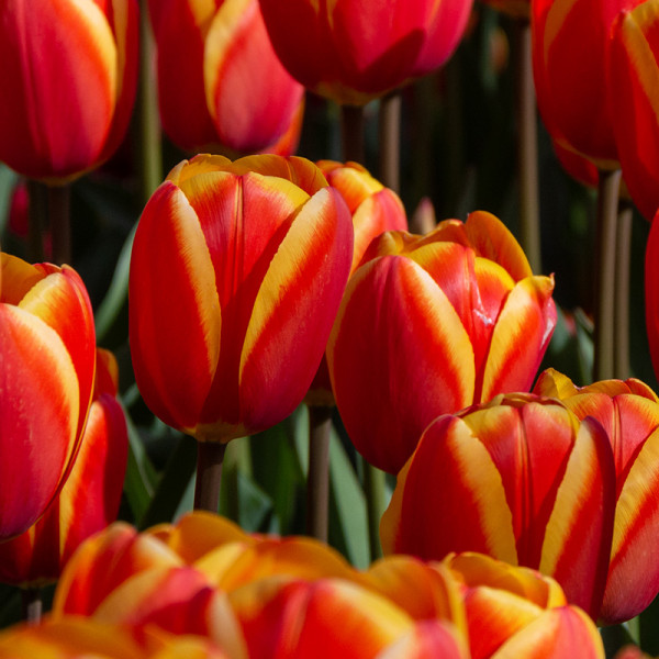 Tulip World's Favourite | 2575 Tulip World's Favourite | 2575