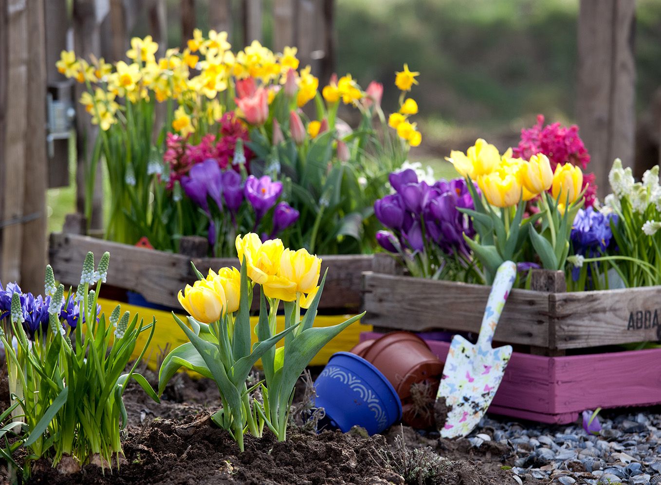 Planting Flower Bulbs