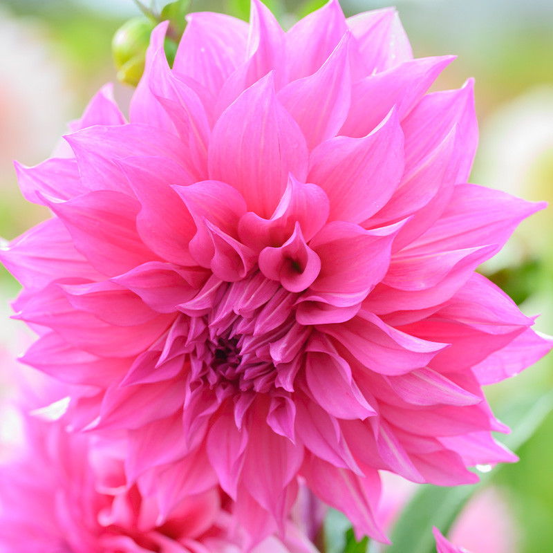Dahlia Café au Lait Rose | 10033