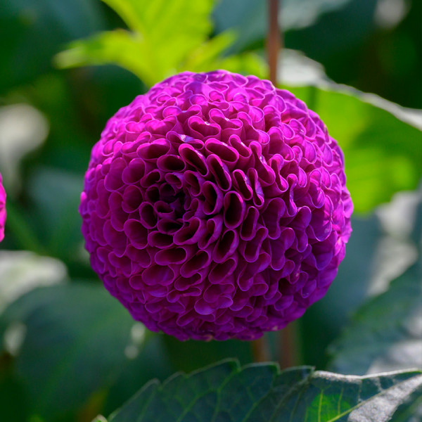 Dahlia Rocco | 10065