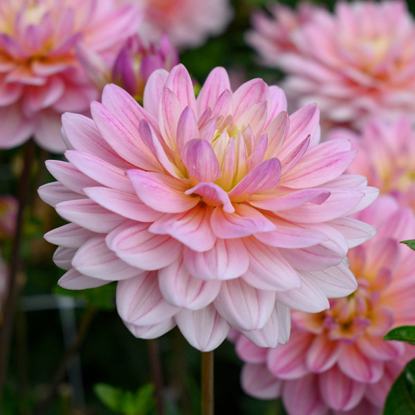 Dahlia Pink Magic® | 10940