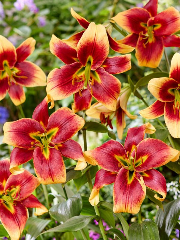 Lilium Red Morning | 9077