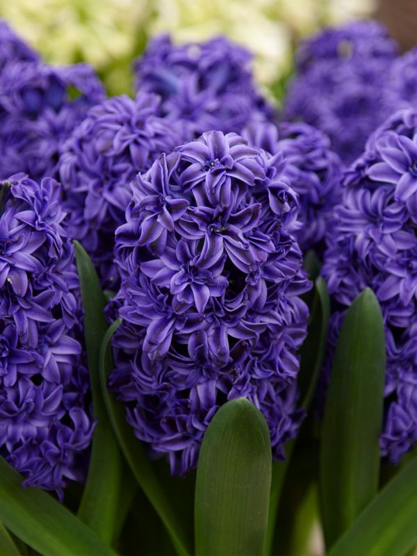 Hyacinthus Royal Navy | 8099