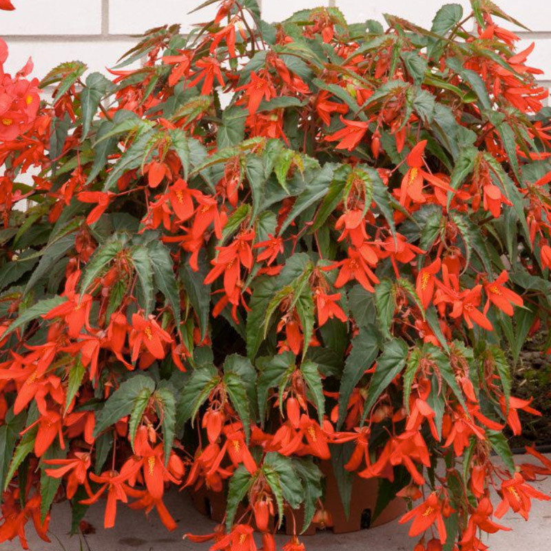 Begonia boliviensis Santa Barbara | 30013