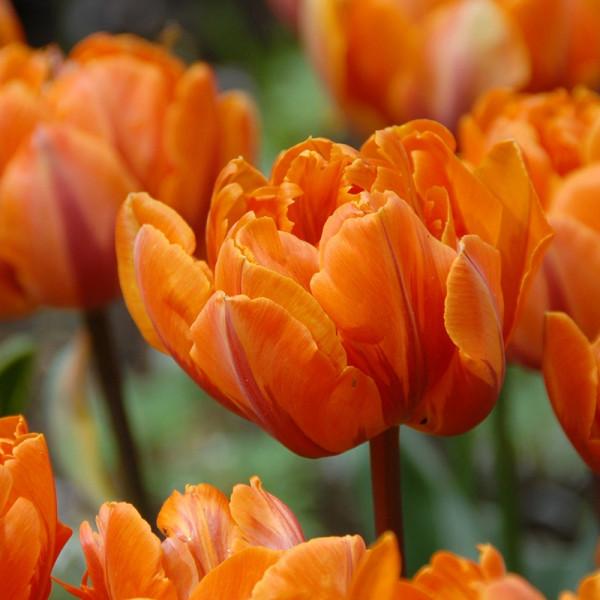 Tulip Orange Princess | 2237