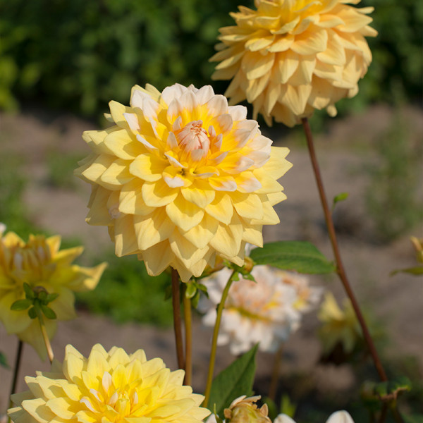 Dahlia Seattle | 10066