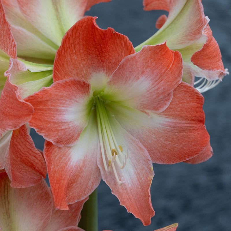 Amaryllis King Star | 9654