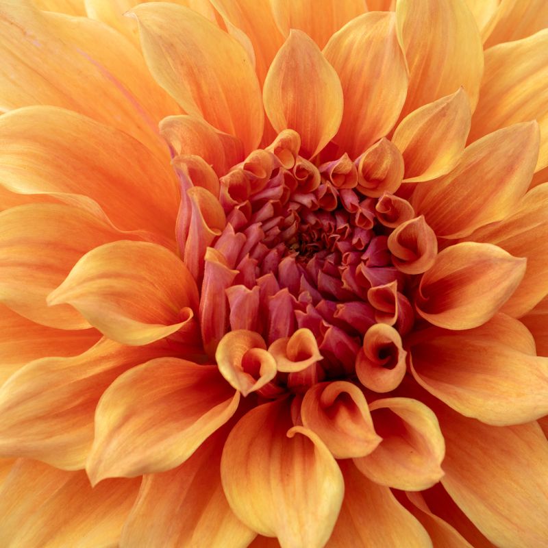 Dahlia Great Hercules | 10001