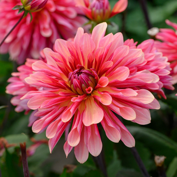 Dahlia Missis Dutch | 10057