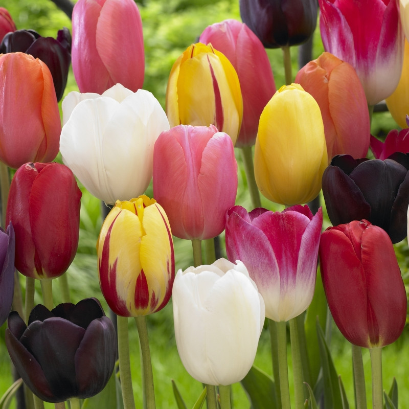 Tulip World's Favourite | 2575