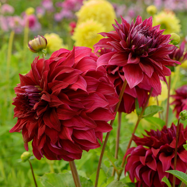 Dahlia Spartacus | 10067