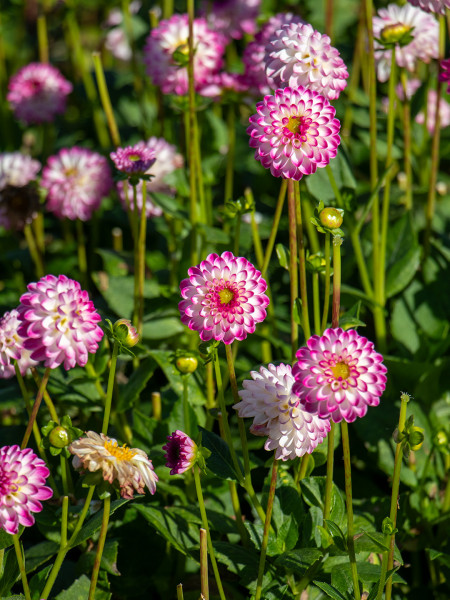 Dahlia Pink Isa® | 10716