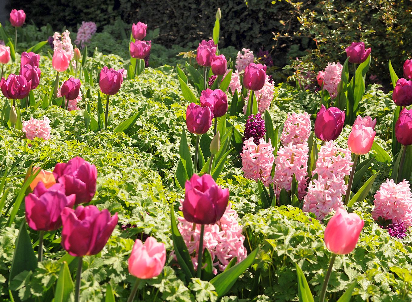 Combine perennials with flower bulbs