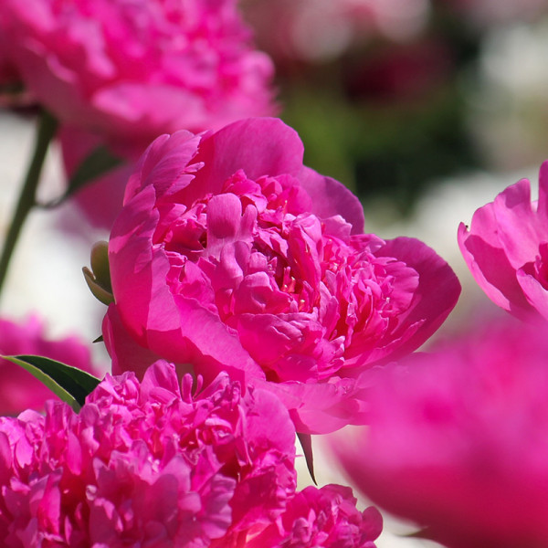 Paeonia lactiflora 'Pink Panther' | 87070