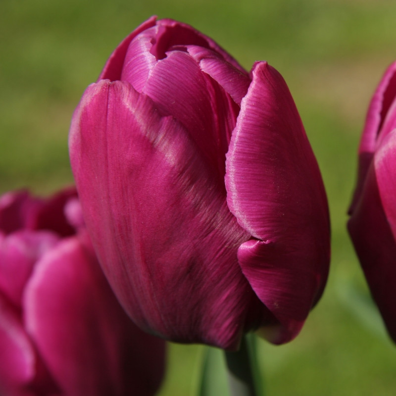 Tulip World's Favourite | 2575