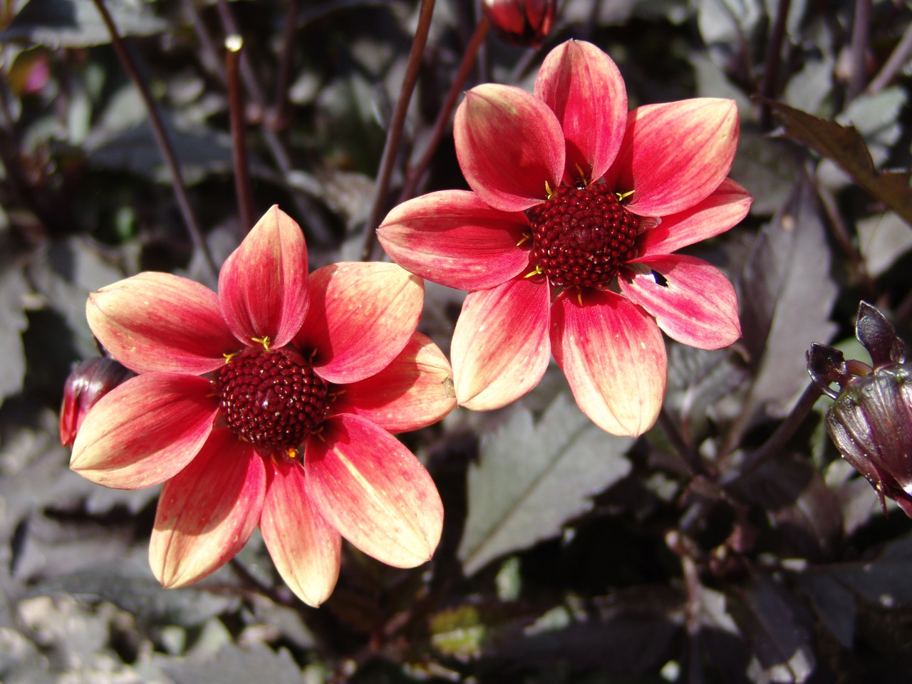 Dahlia Dragon Ball® | 10790