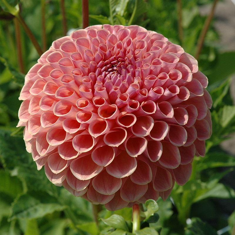 Dahlia Jowey Winnie | 10131